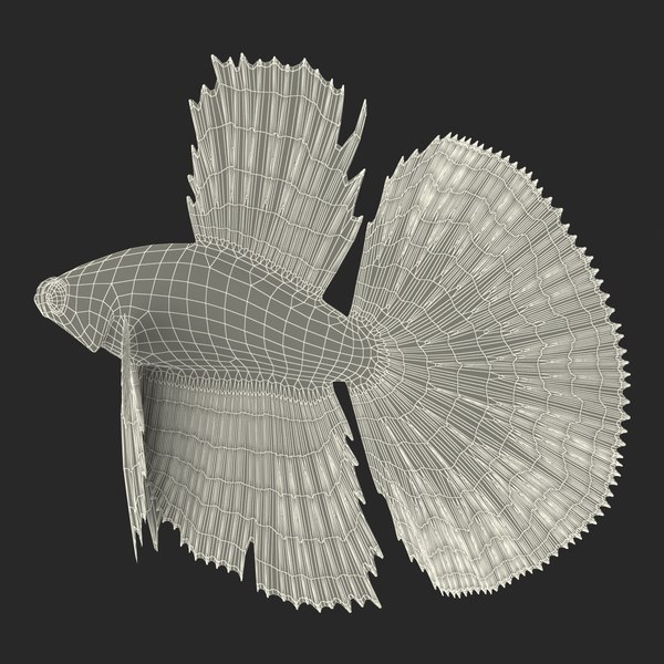3d model betta fish