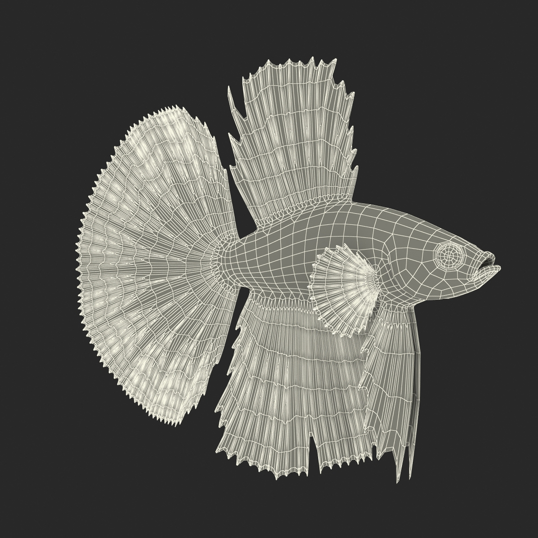 3d Model Betta Fish