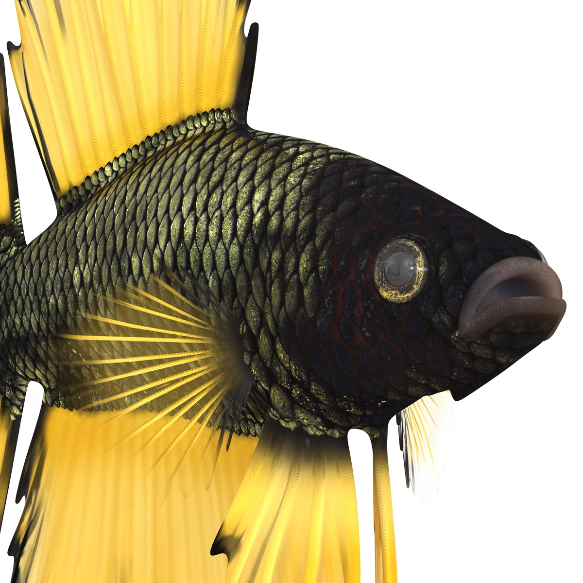 3d model betta fish