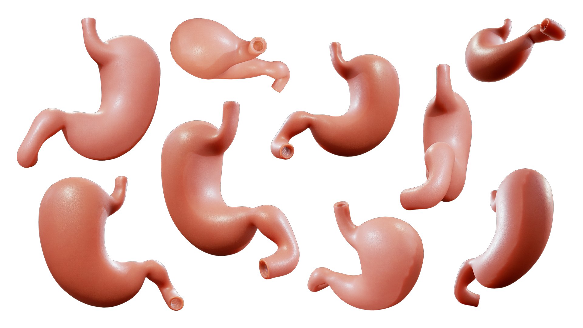 Human Stomach Anatomy 3D - TurboSquid 2140117