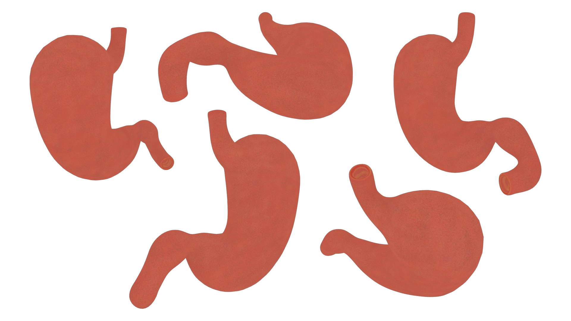 Human Stomach Anatomy 3D - TurboSquid 2140117