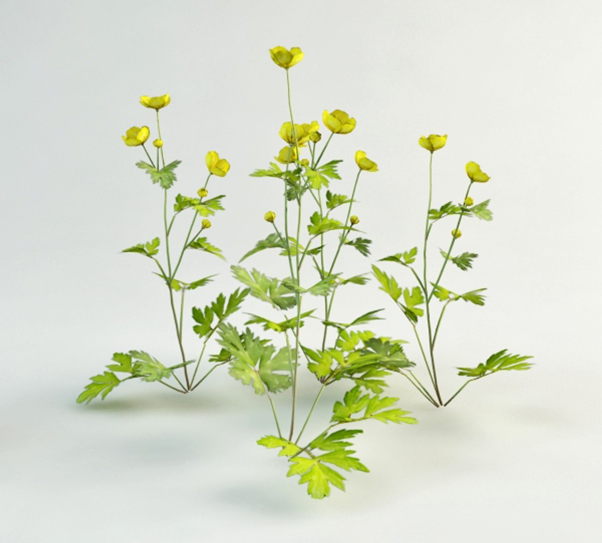 Plant Landscape Garden Obj