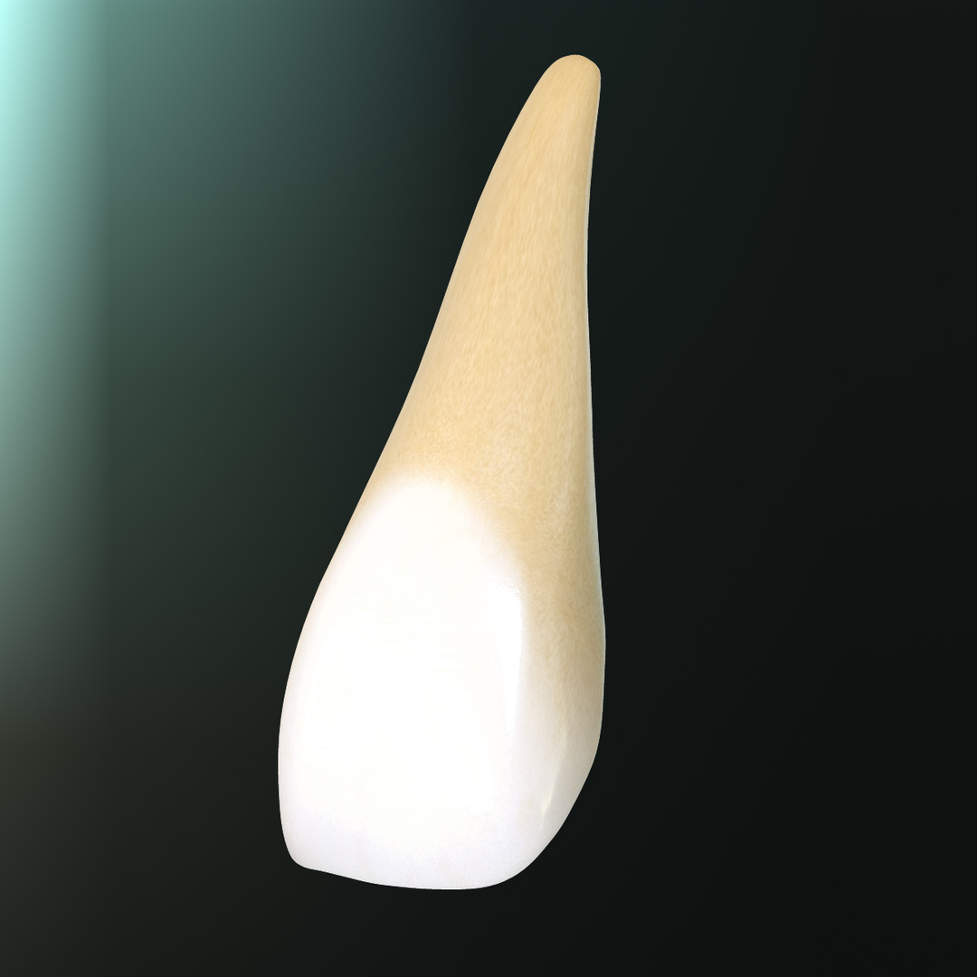 3d Tooth Upper Central Incisor Model