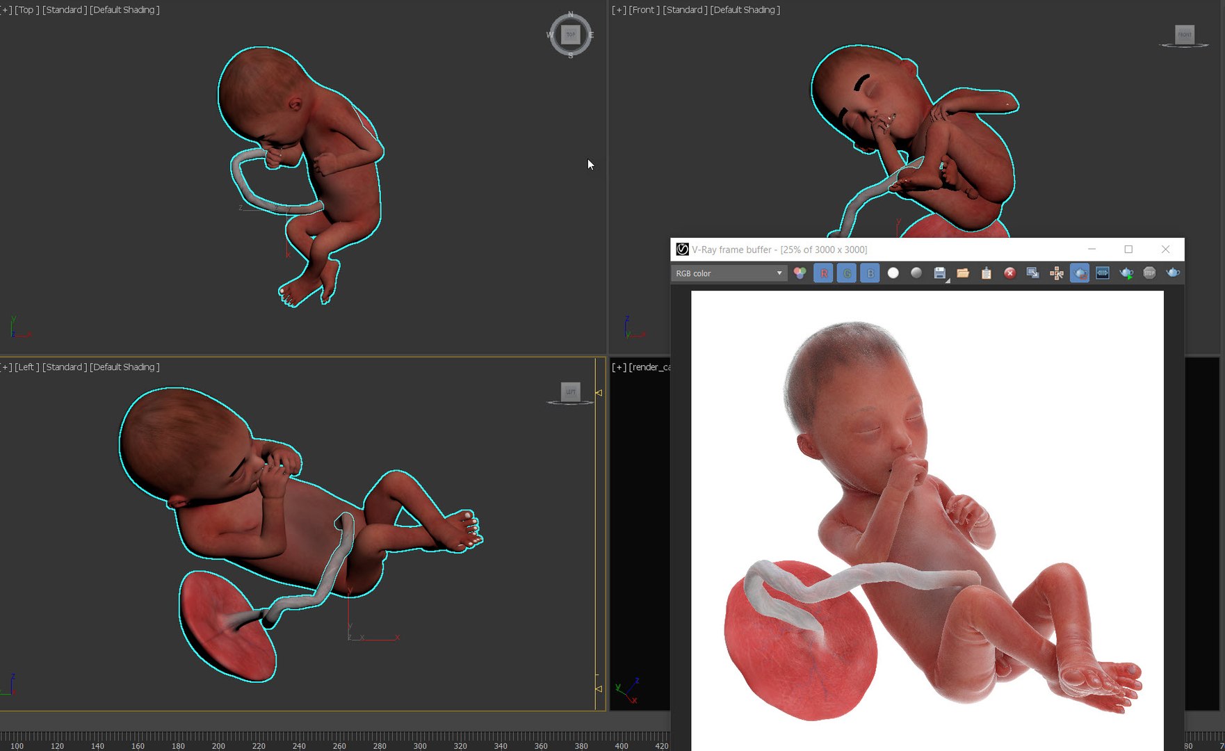 Fetus Week 25 Static 3D - TurboSquid 1871320