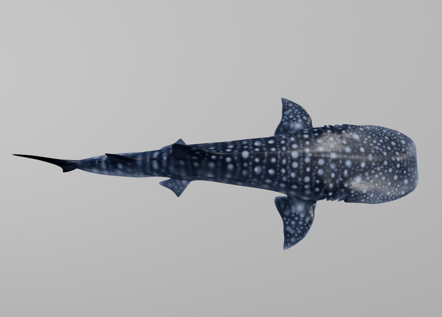 3D whale shark model - TurboSquid 1629412