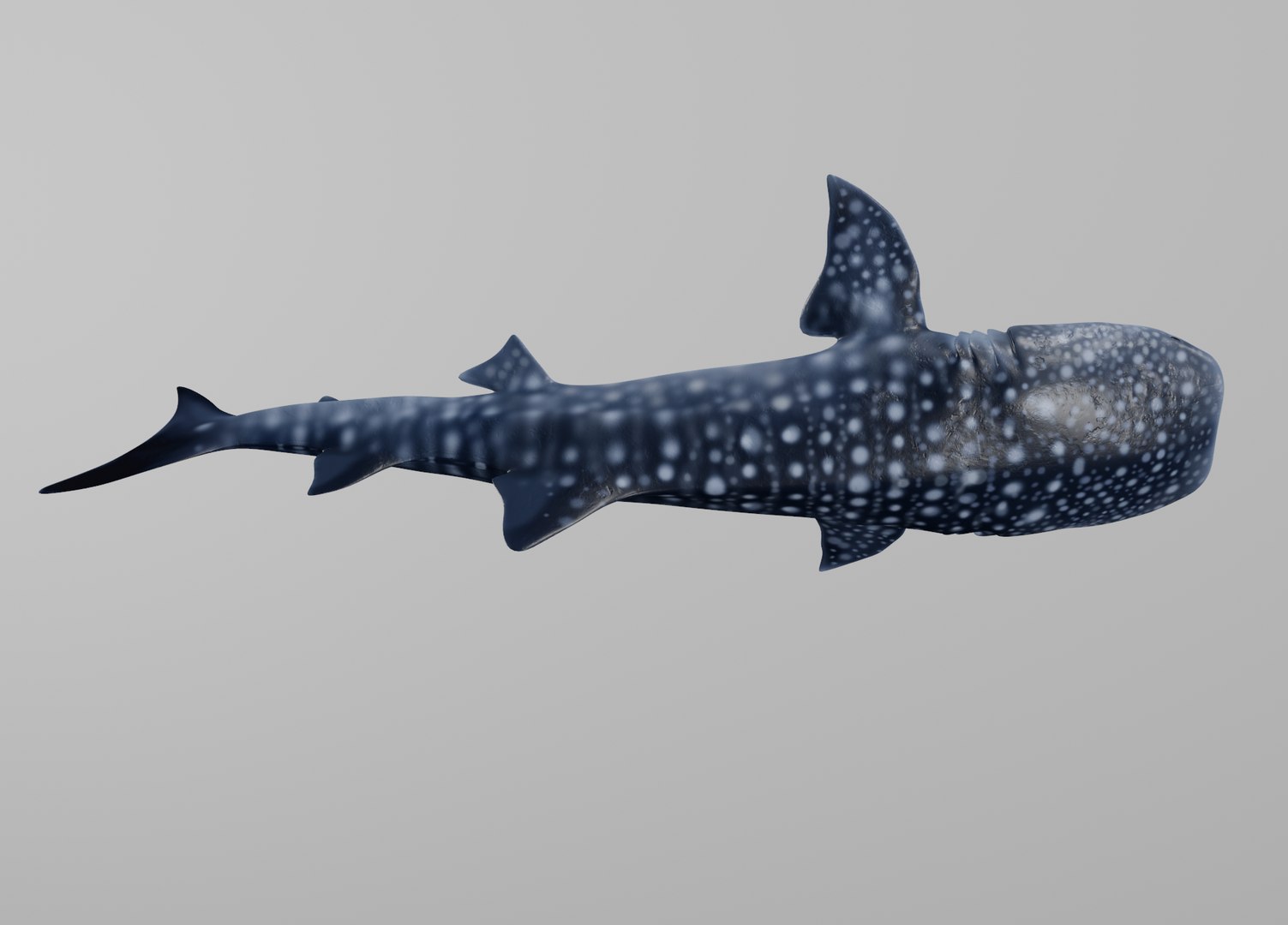 3D whale shark model - TurboSquid 1629412