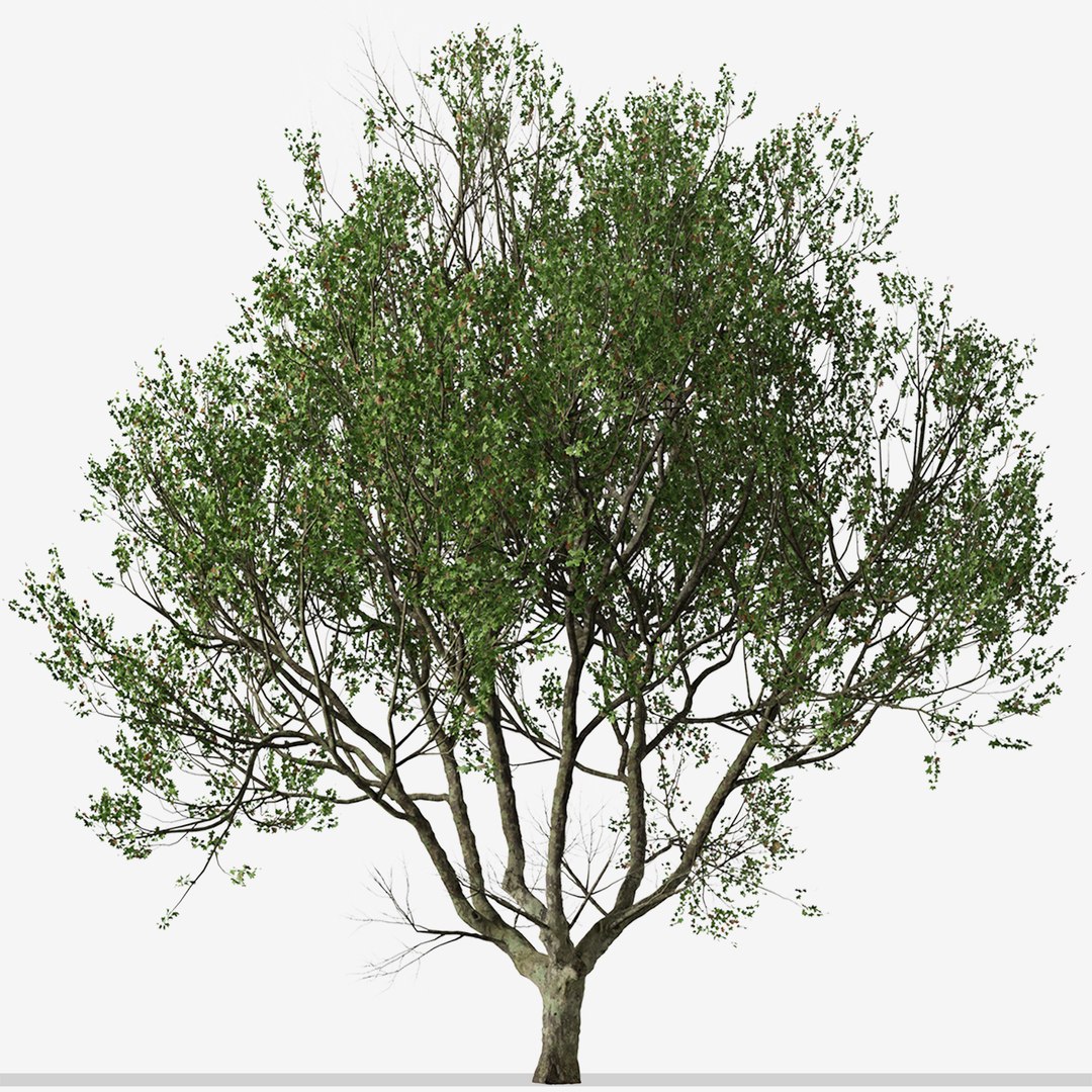 Set Of London Plane Or Platanus Acerifolia Tree - 2 Trees 3D ...