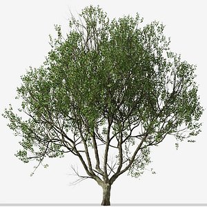 3D Plane Tree Models - Browse & Download Formats - TurboSquid