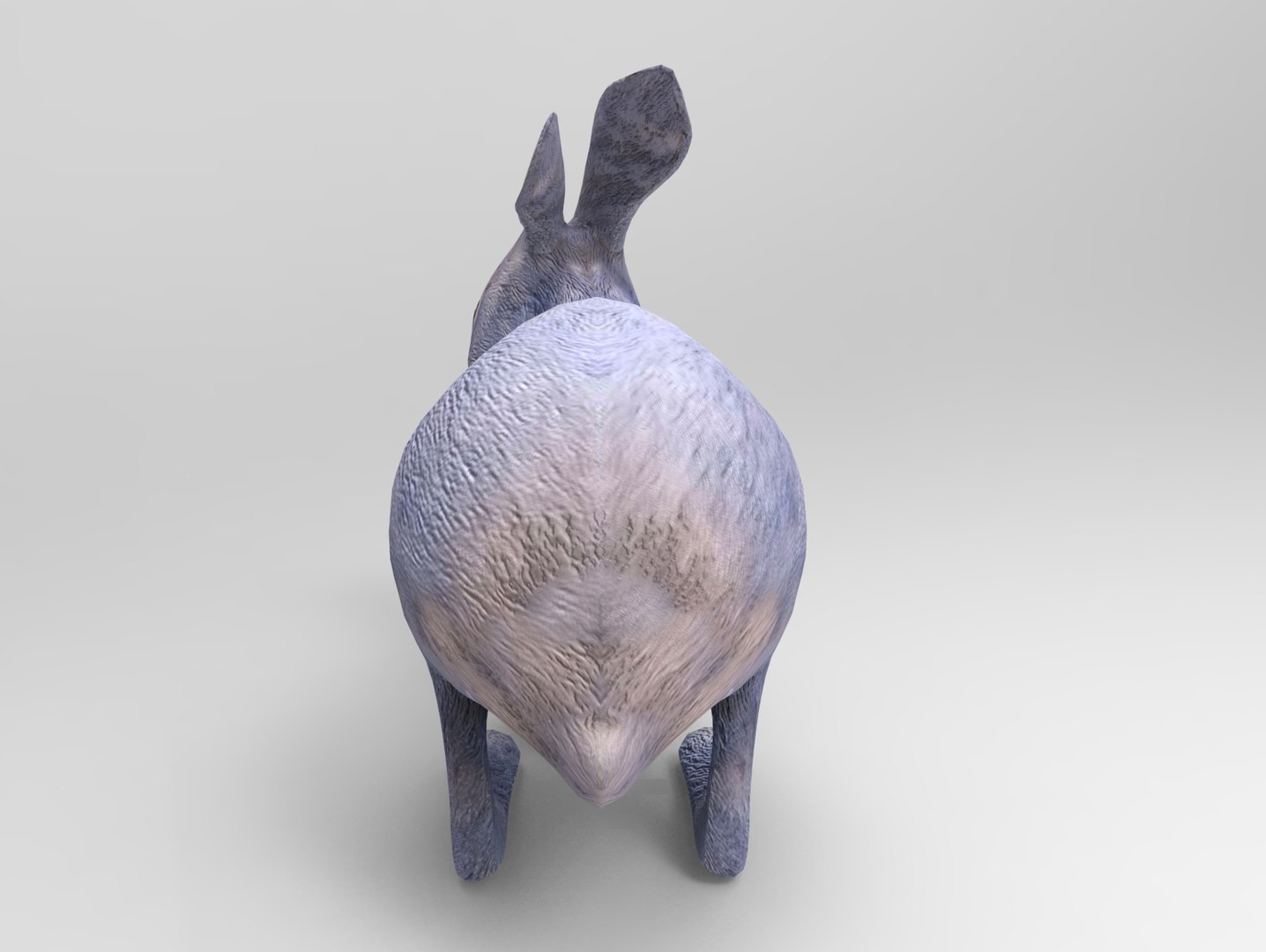 Rabbit Rigged 3D - TurboSquid 1198715
