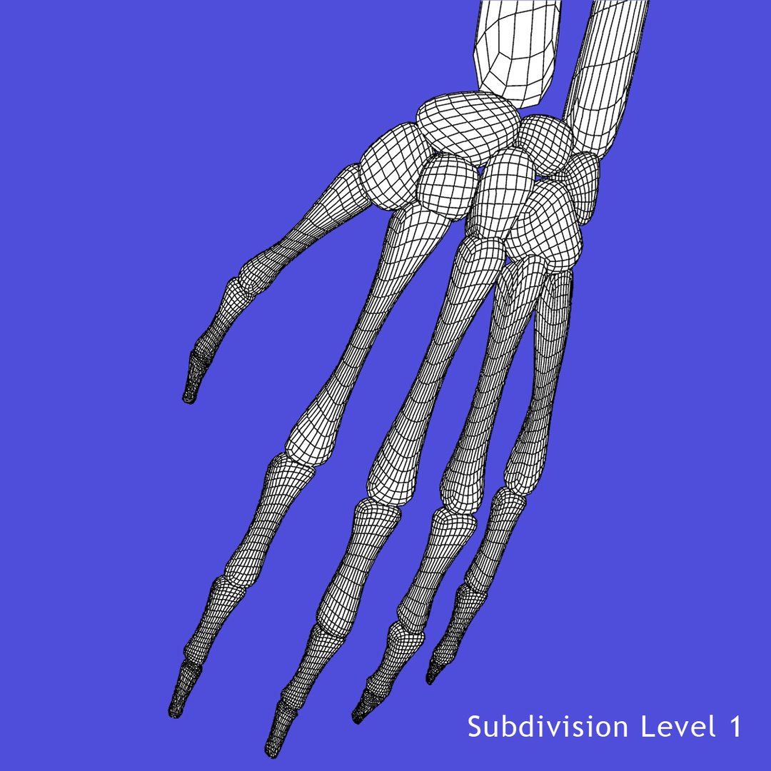 Skeleton Arms Bones 3d Model