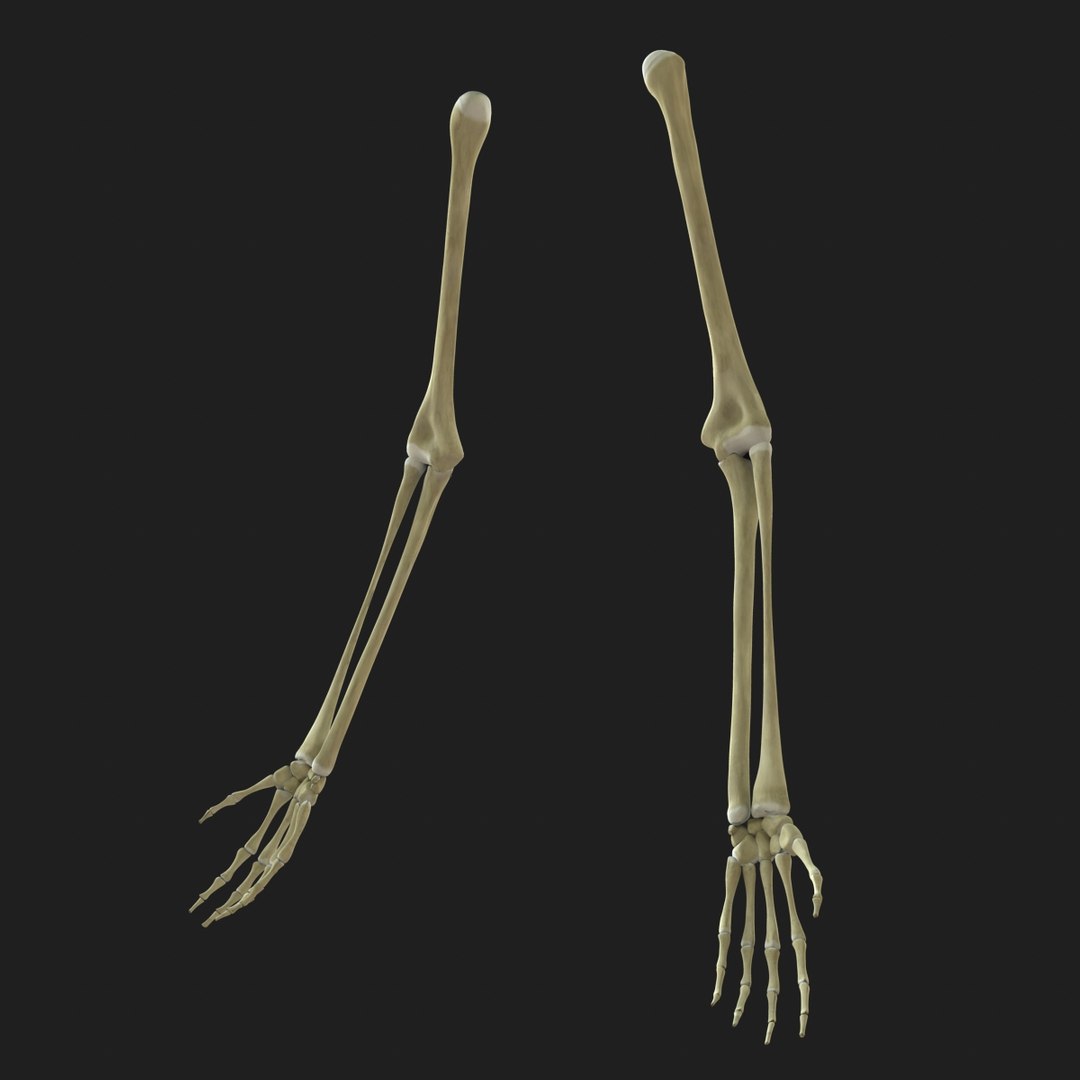 Skeleton Arms Bones 3d Model