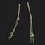 Skeleton Arms Bones 3d Model