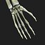 Skeleton Arms Bones 3d Model