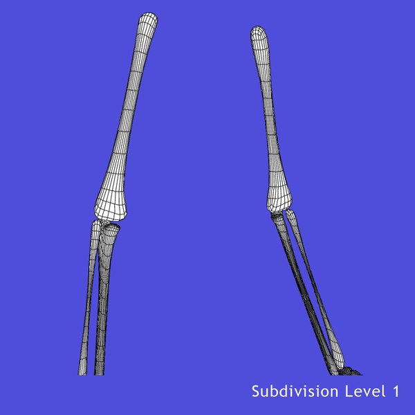 skeleton arms bones 3d model