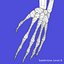 Skeleton Arms Bones 3d Model