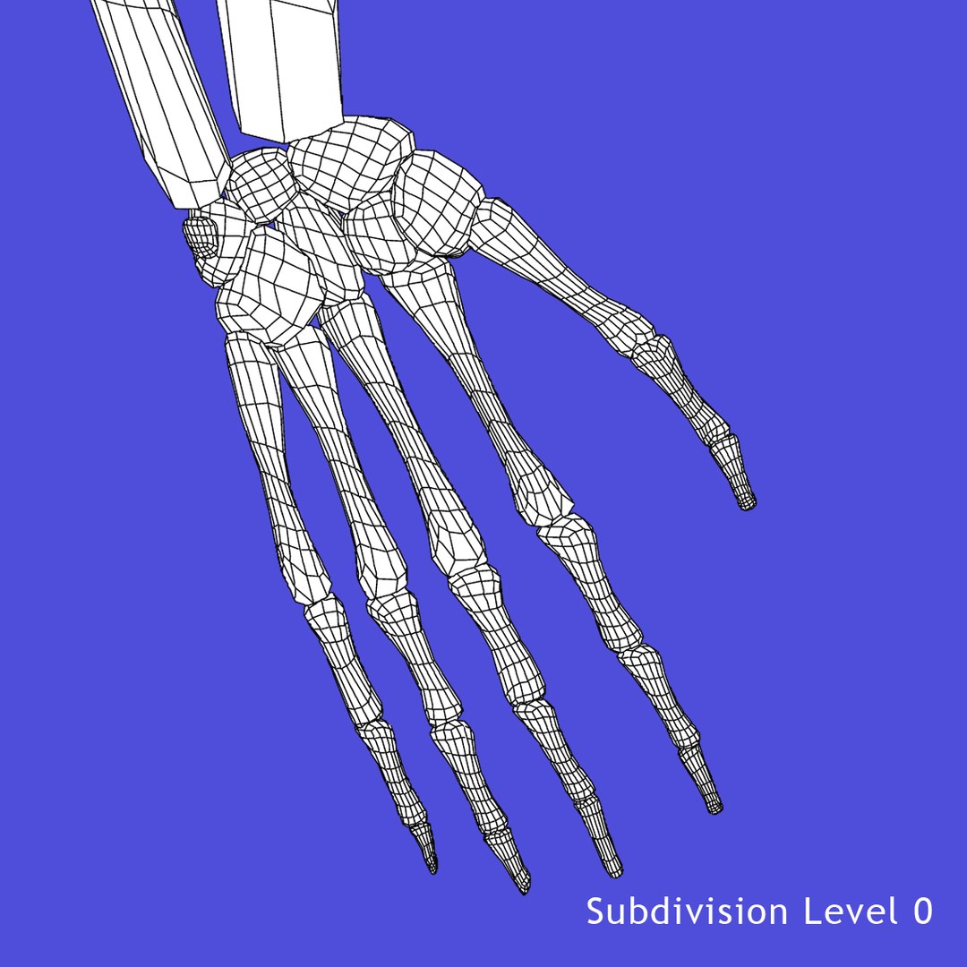 skeleton arms bones 3d model