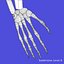 Skeleton Arms Bones 3d Model