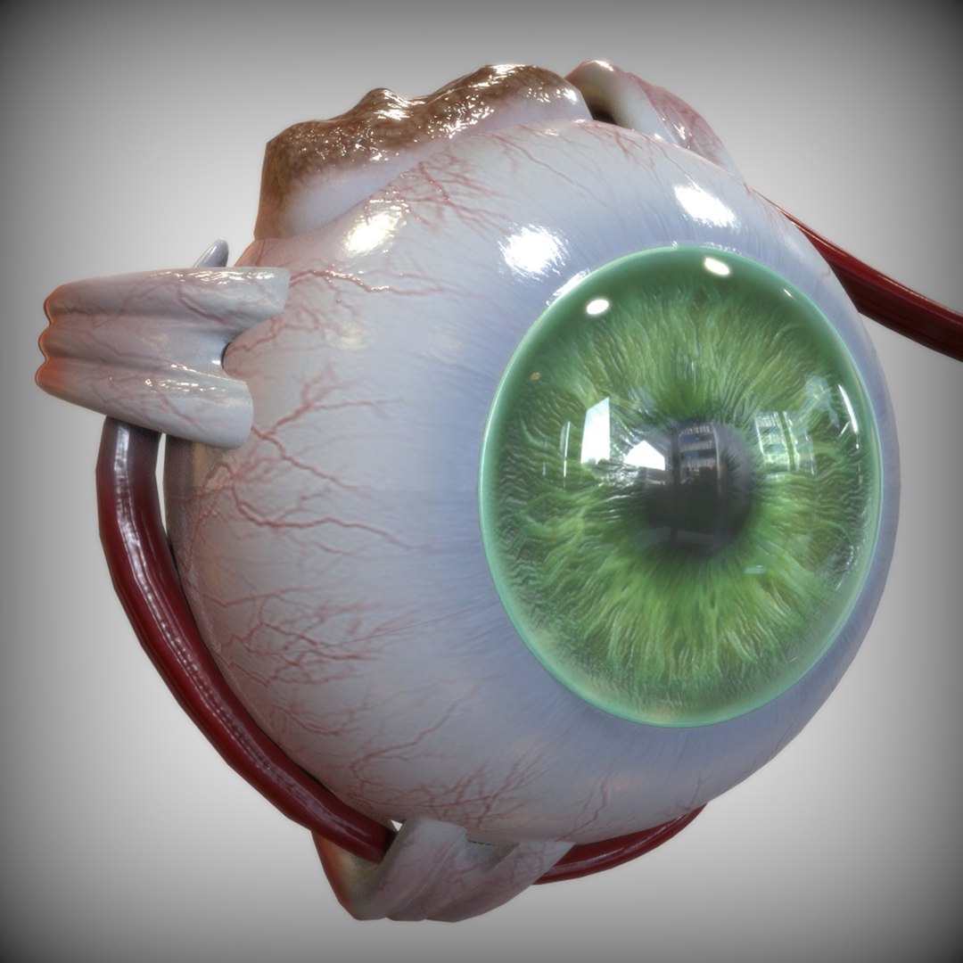 Anatomy Human Eye 3D Model - TurboSquid 1520155