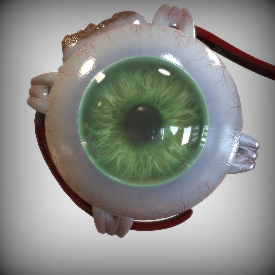 Anatomy Human Eye 3D Model - TurboSquid 1520155