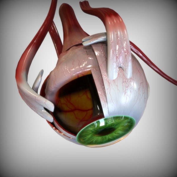 Anatomy human eye 3D model - TurboSquid 1520155
