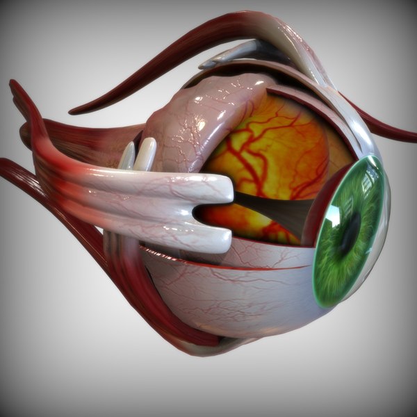 Anatomy human eye 3D model - TurboSquid 1520155