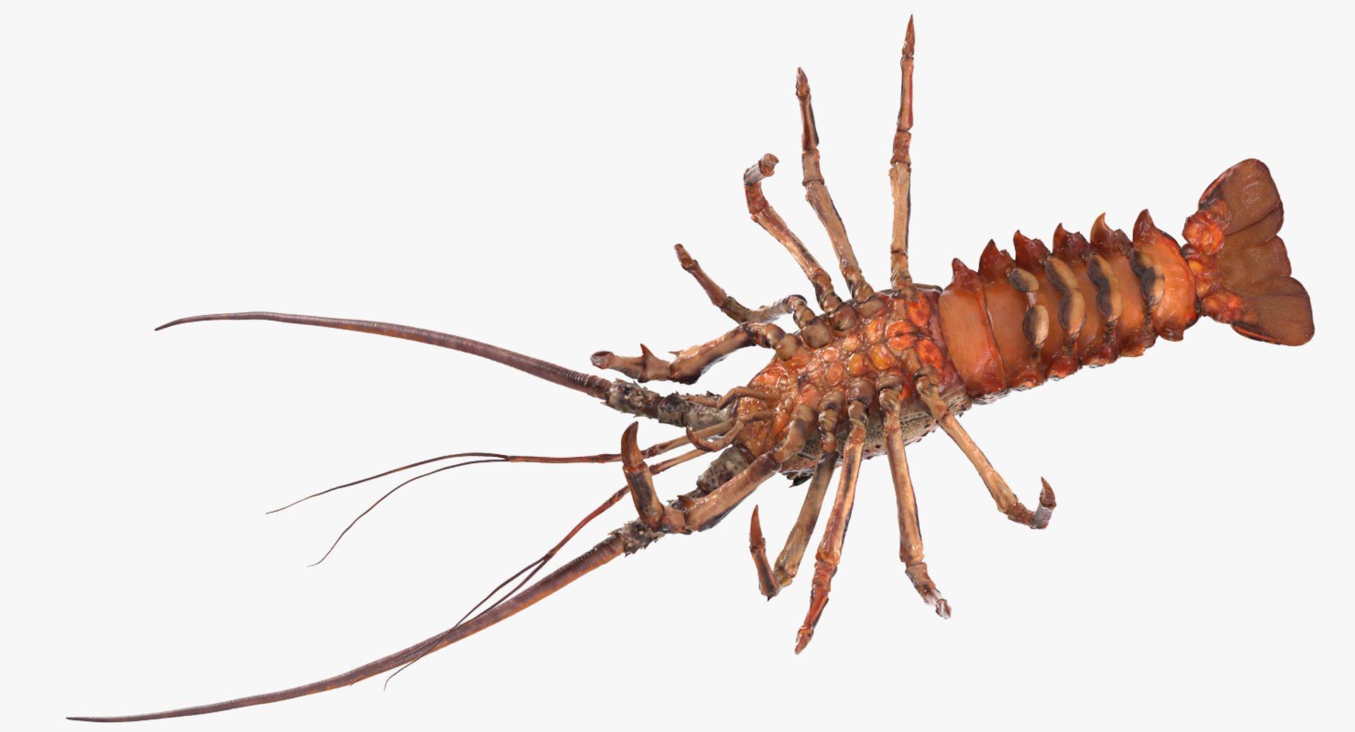 3d model spiny lobster