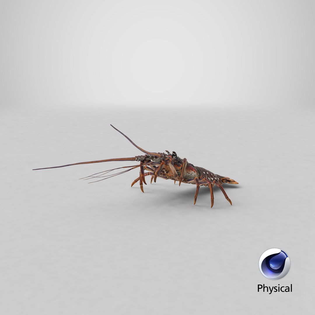 3d model spiny lobster