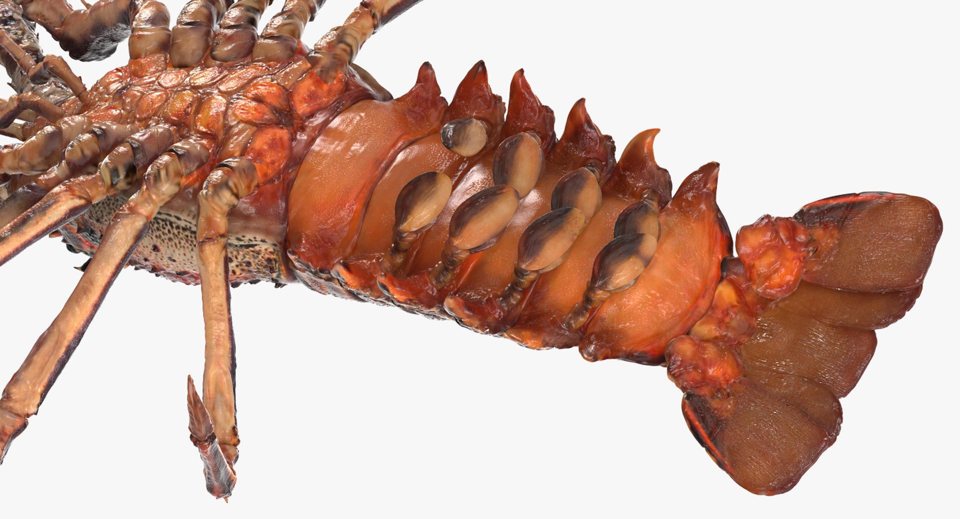 3d model spiny lobster