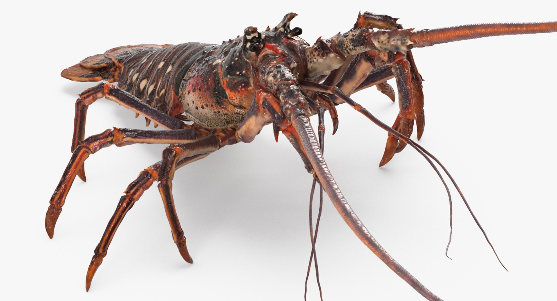 3d model spiny lobster