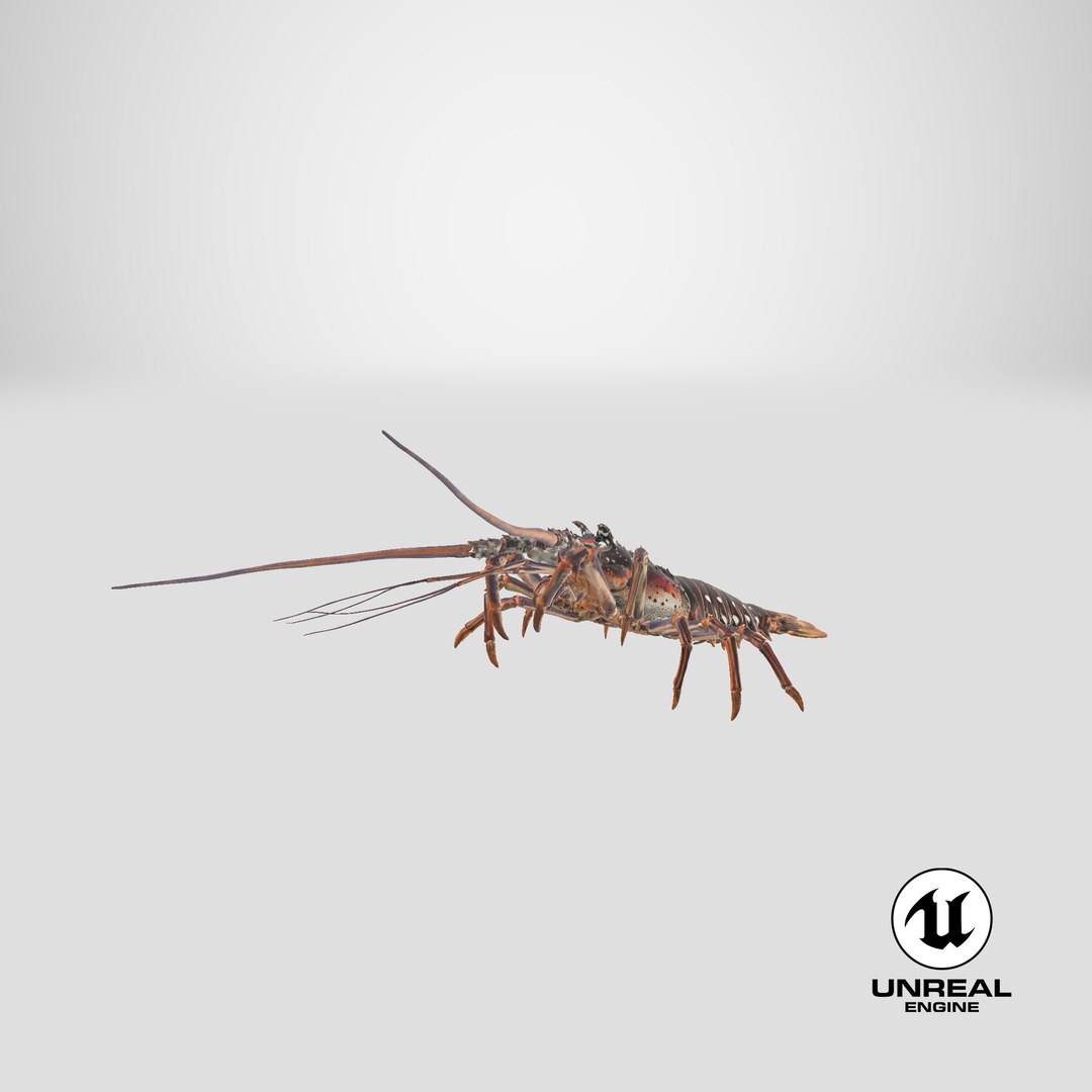 3d model spiny lobster