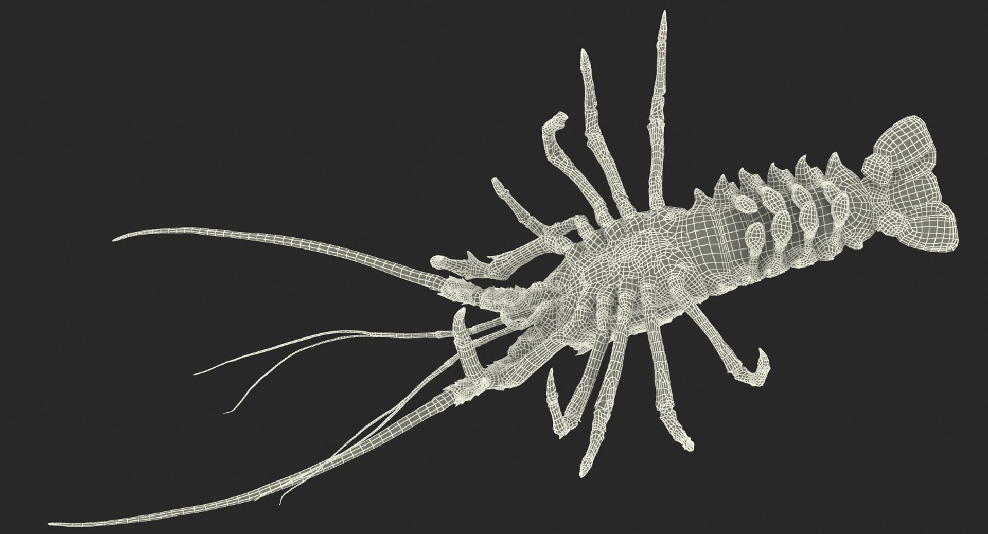 3d model spiny lobster