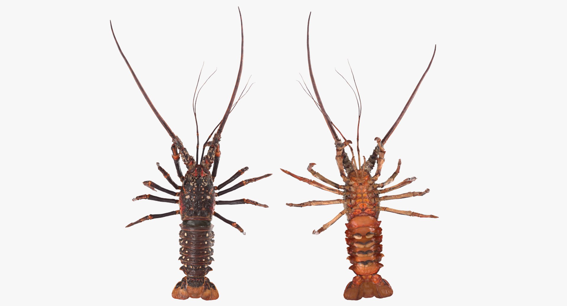 3d model spiny lobster