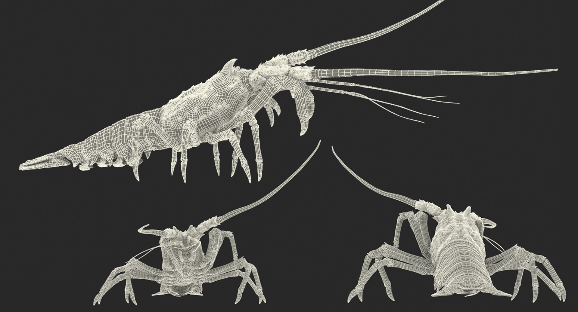 3d model spiny lobster