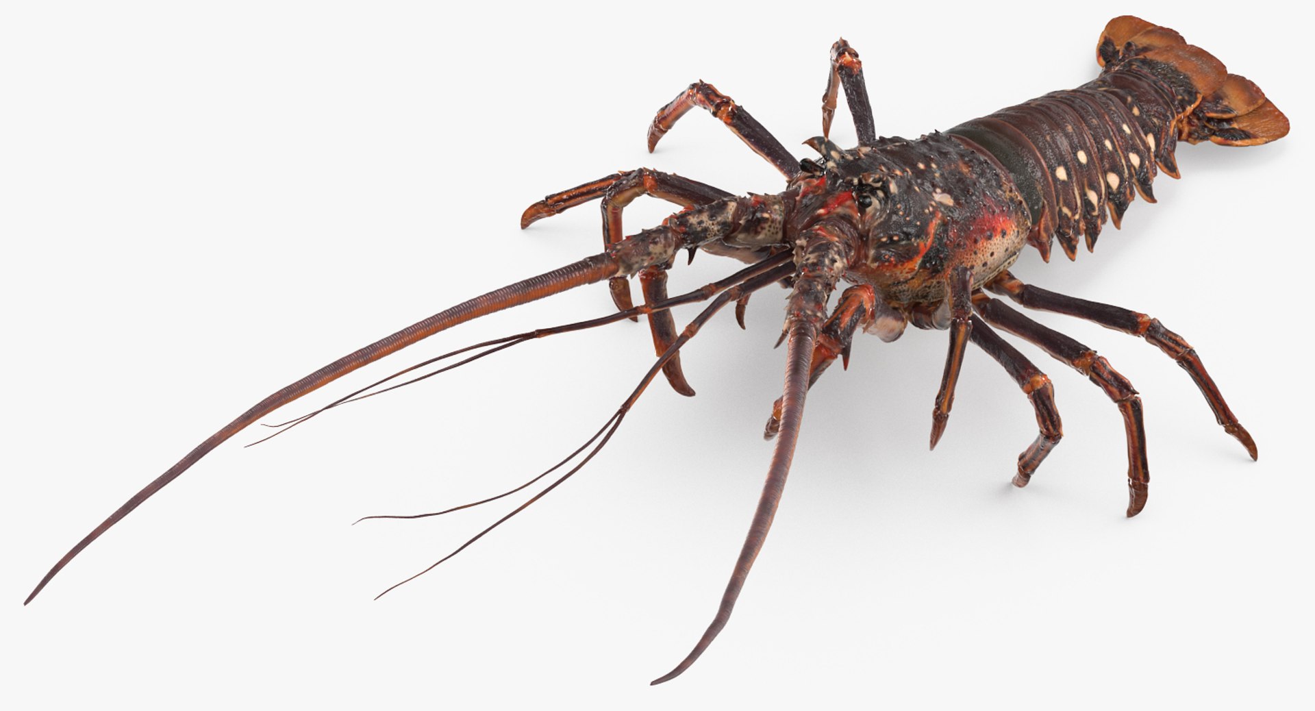 3d model spiny lobster