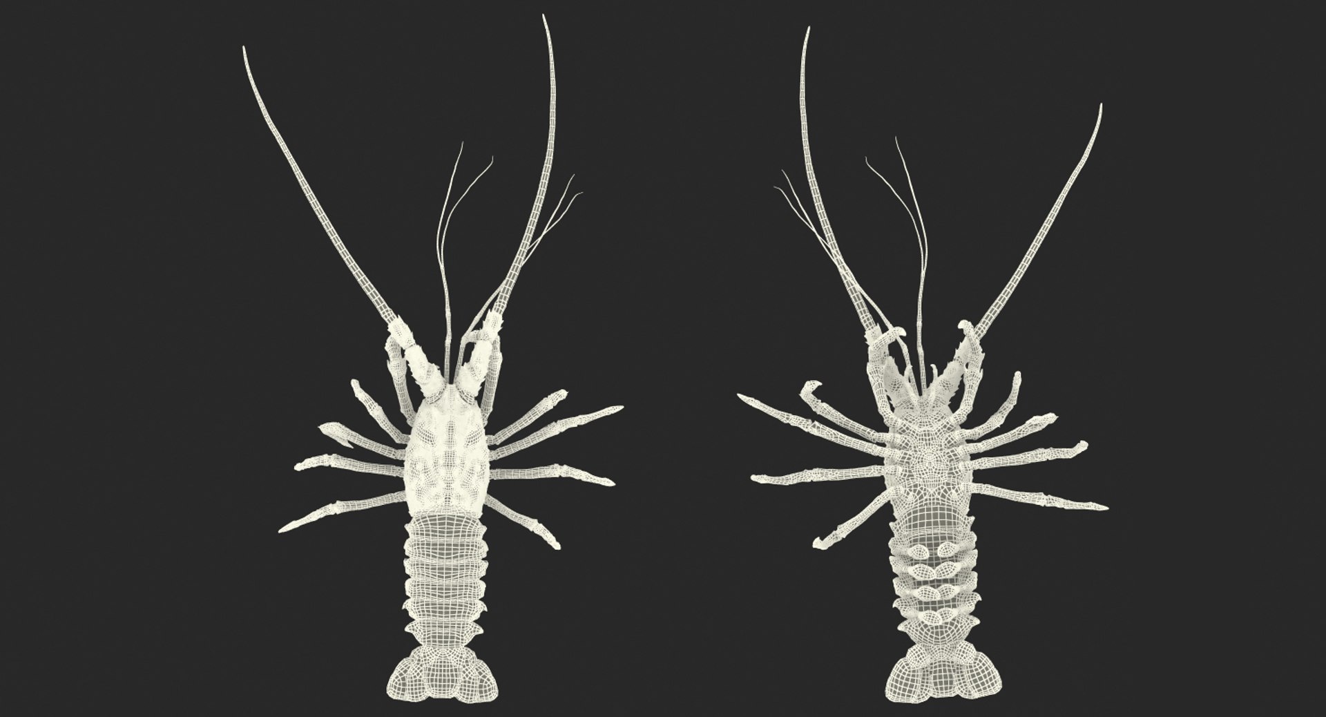3d model spiny lobster