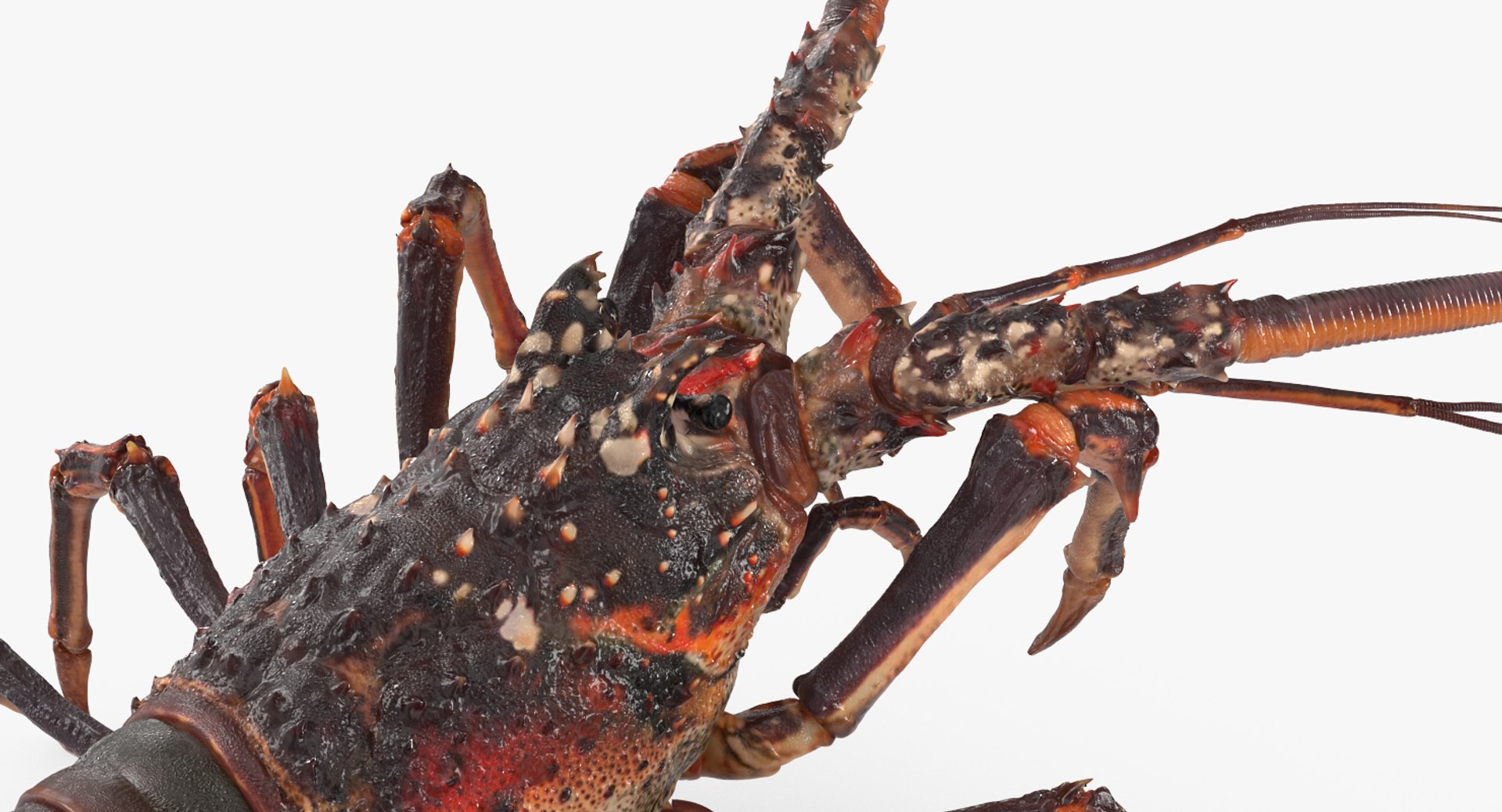 3d model spiny lobster