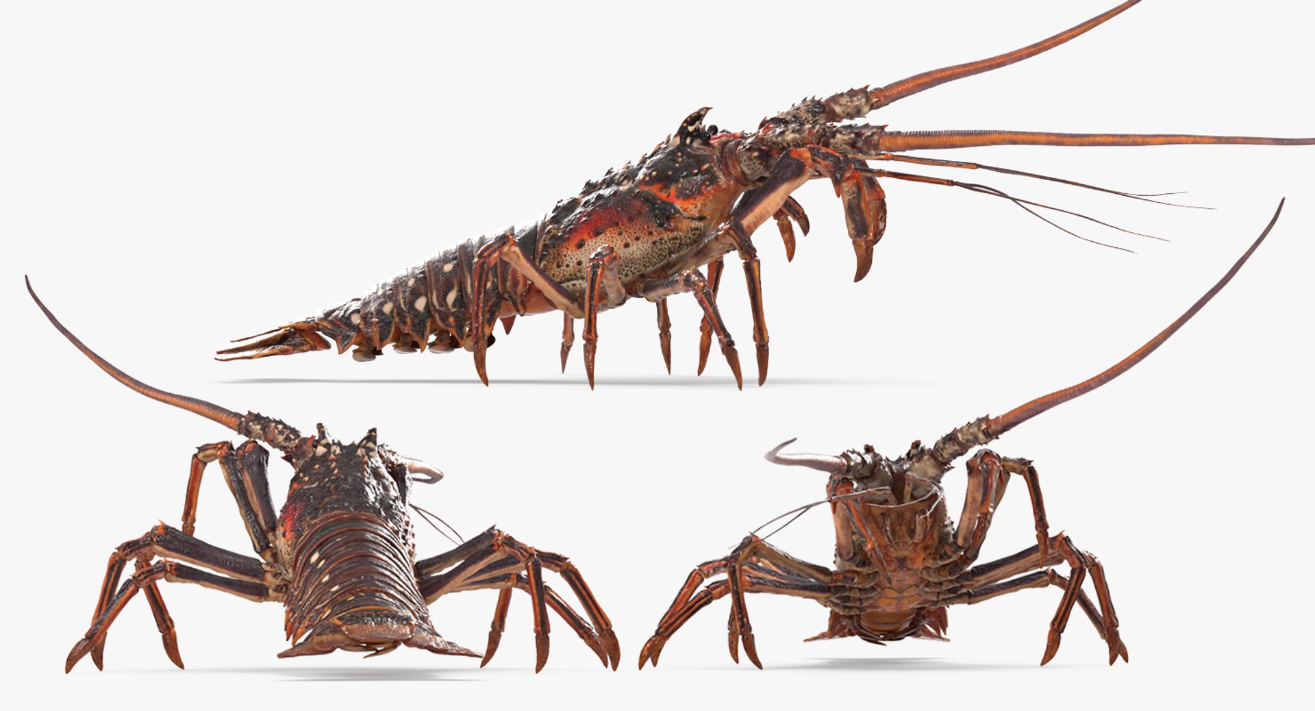3d model spiny lobster