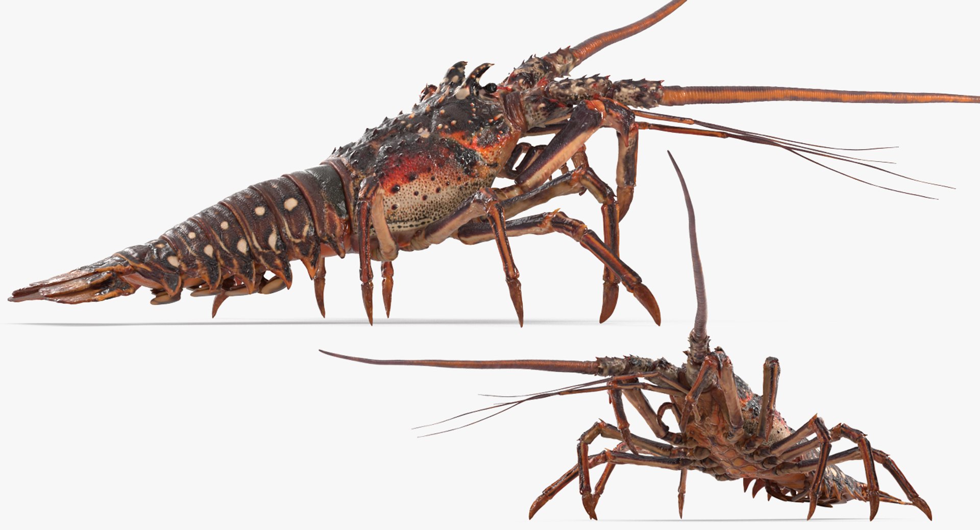 3d model spiny lobster