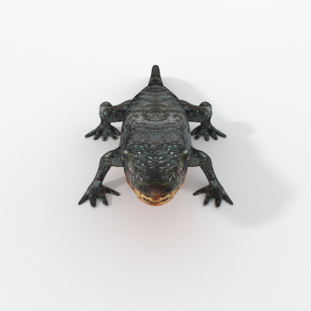 Alpine Newt Model - TurboSquid 1340460