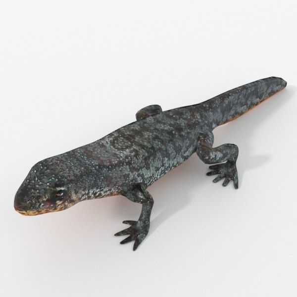Alpine newt model - TurboSquid 1340460