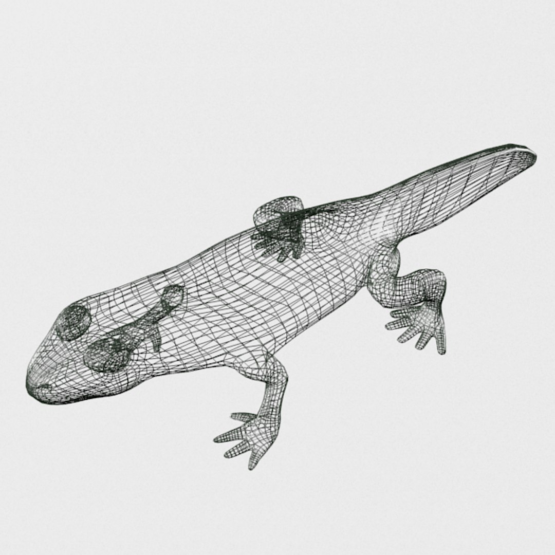 Alpine Newt Model - TurboSquid 1340460