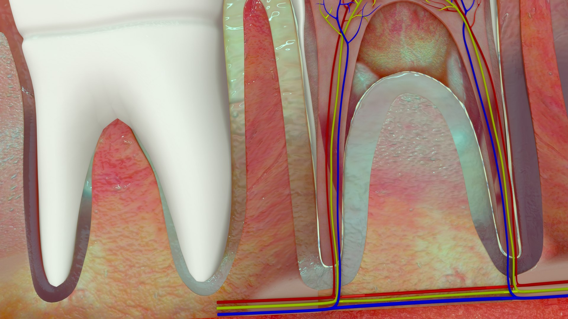 3D Tooth Cross Section - TurboSquid 2187130