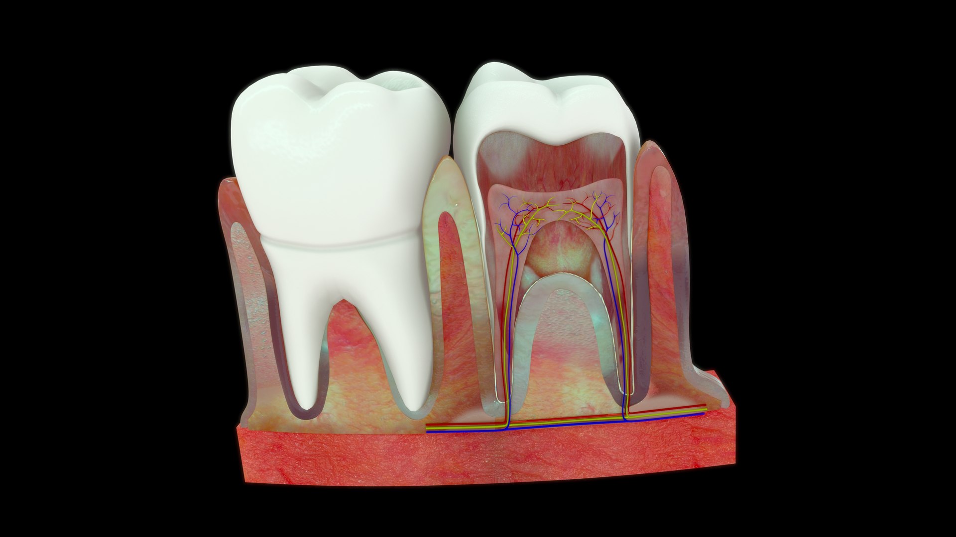 3D Tooth Cross Section - TurboSquid 2187130