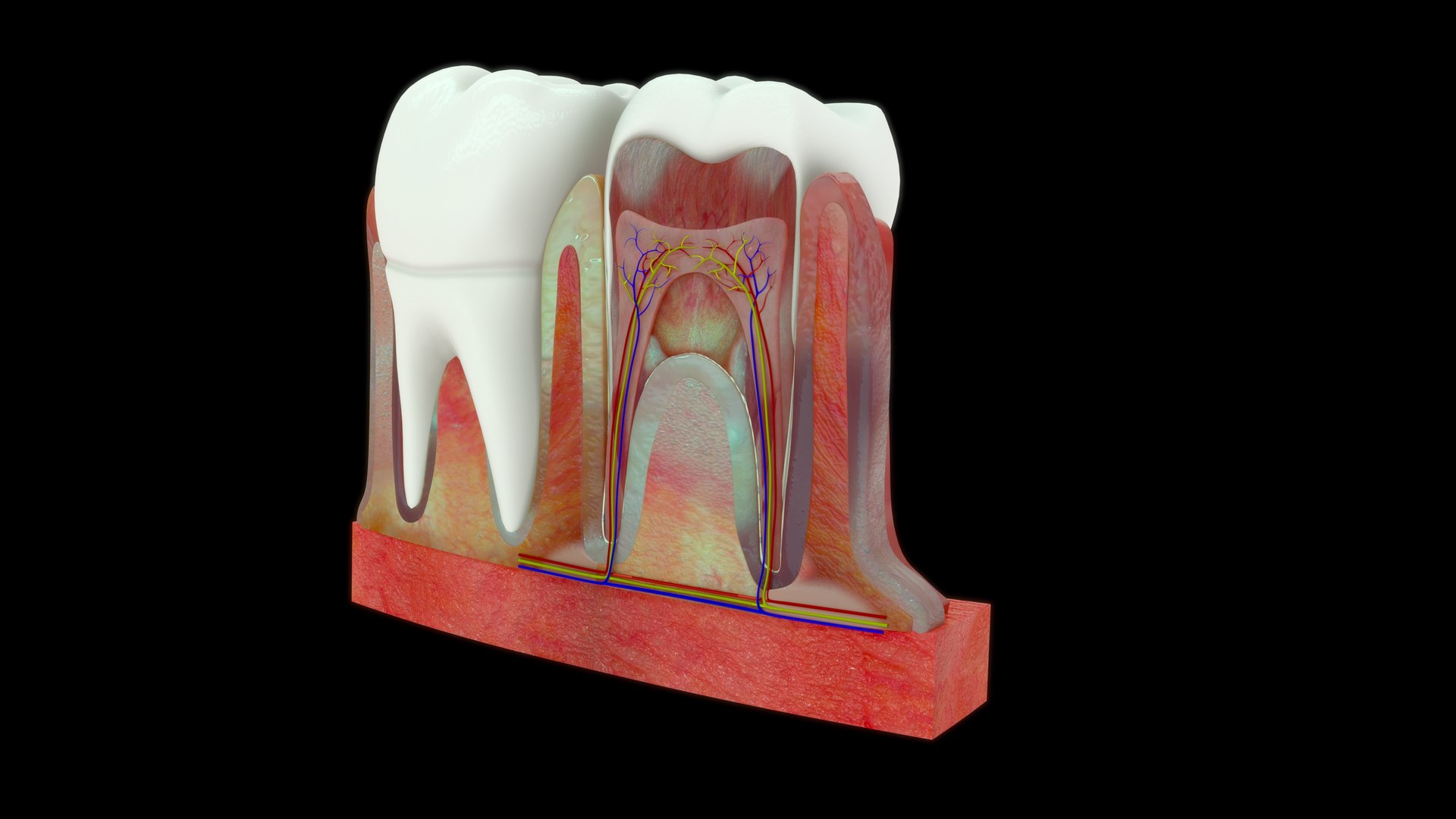 3D Tooth Cross Section - TurboSquid 2187130