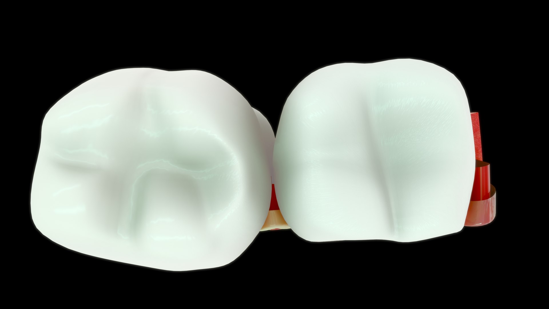 3D Tooth Cross Section - TurboSquid 2187130