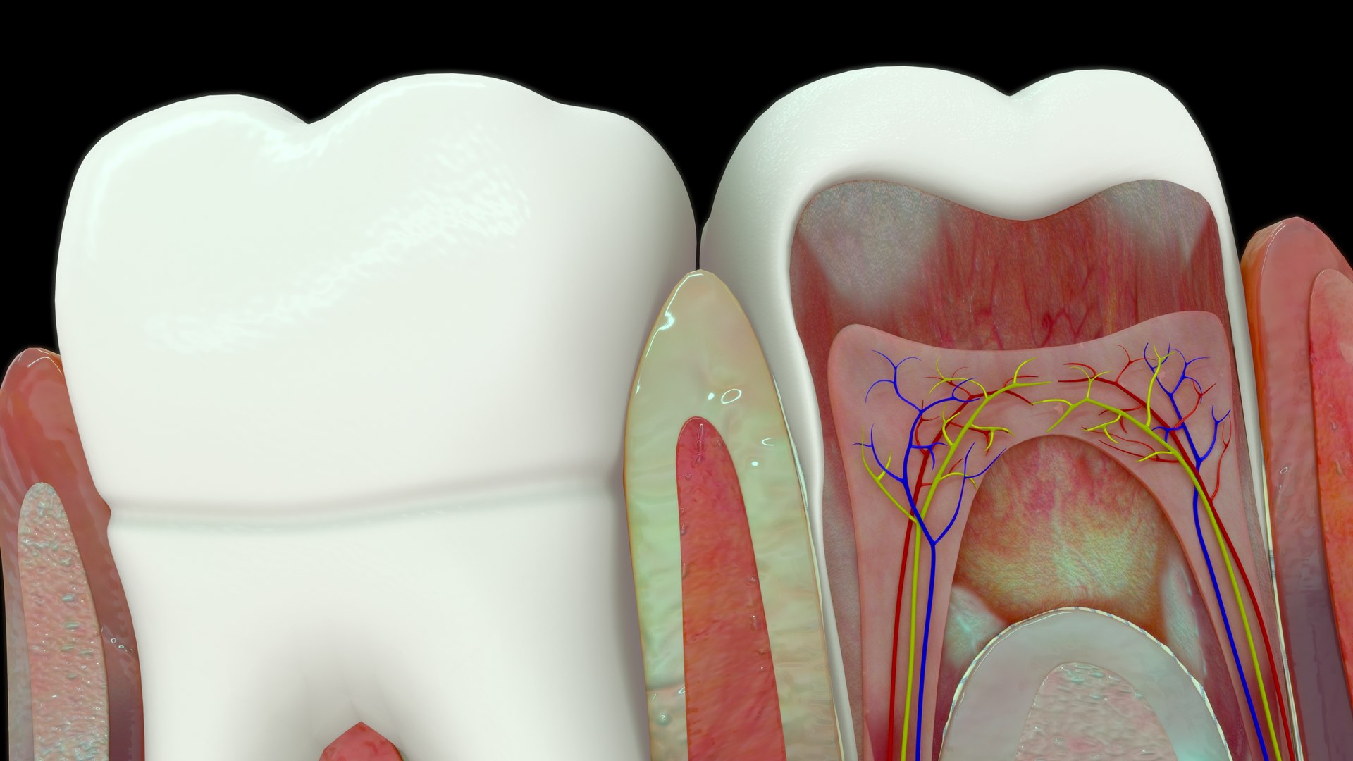 3D Tooth Cross Section - TurboSquid 2187130