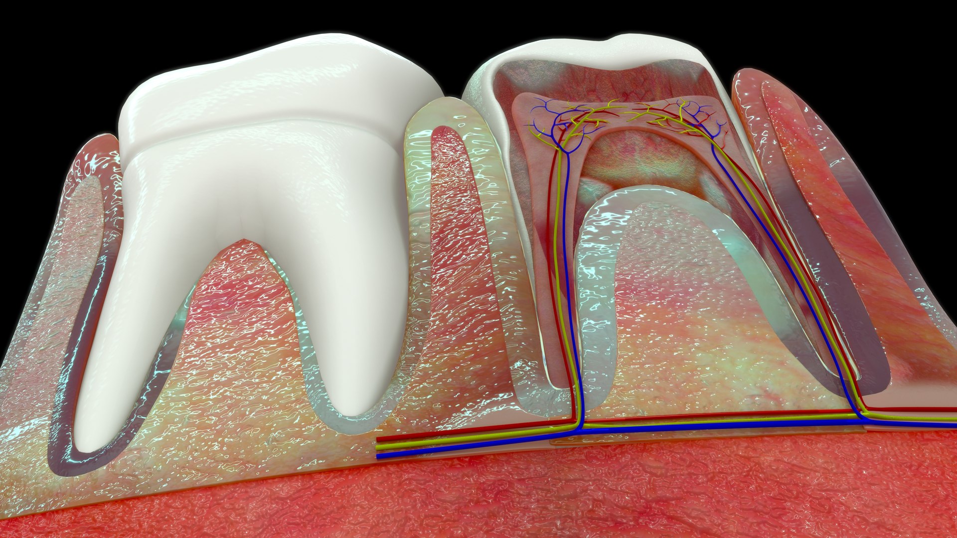 3D Tooth Cross Section - TurboSquid 2187130