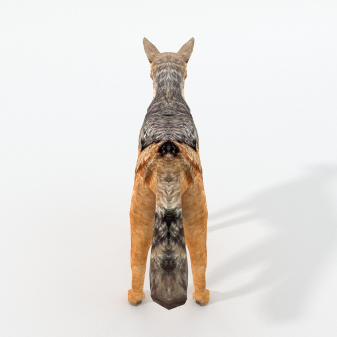 Jackal Model - TurboSquid 1346799