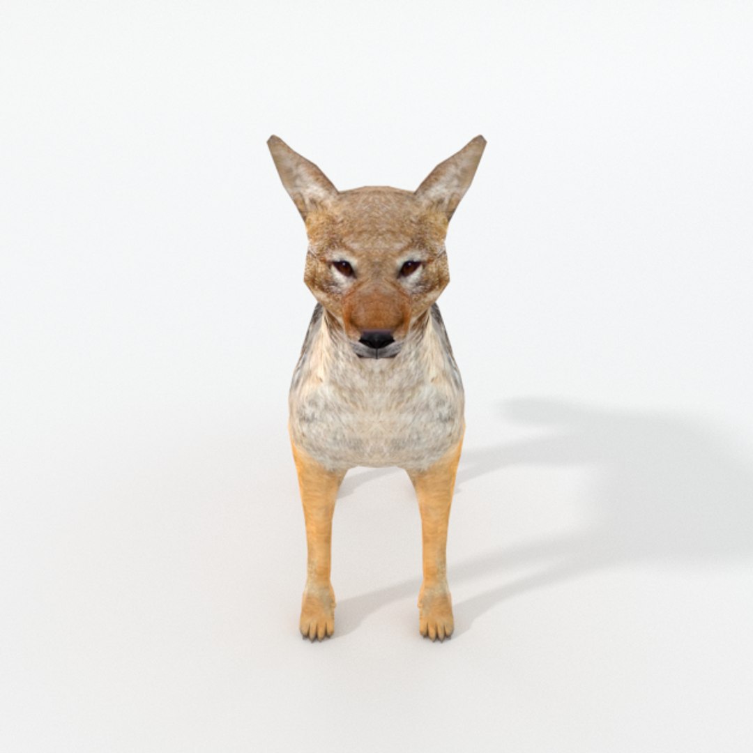 Jackal Model - TurboSquid 1346799