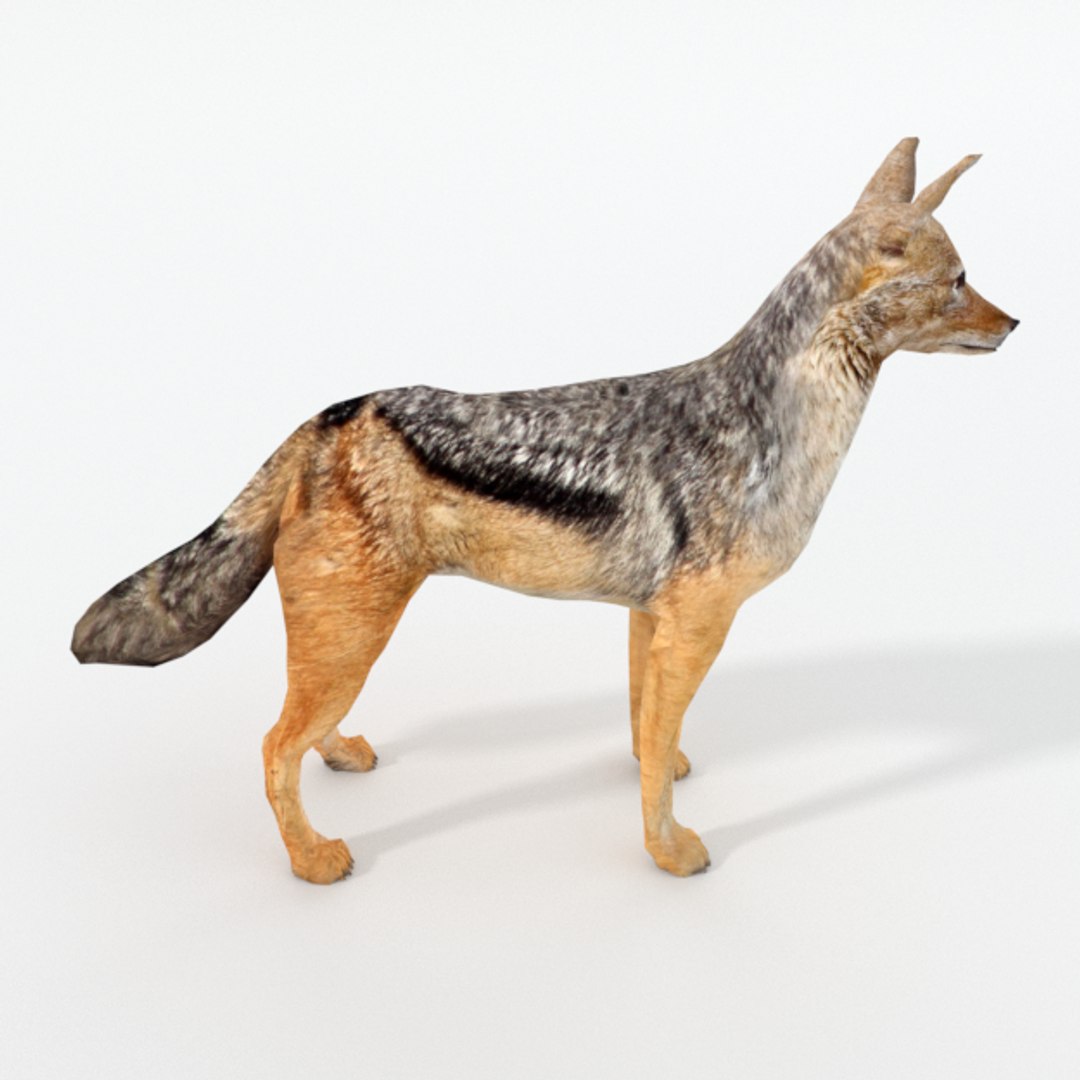 Jackal Model - TurboSquid 1346799